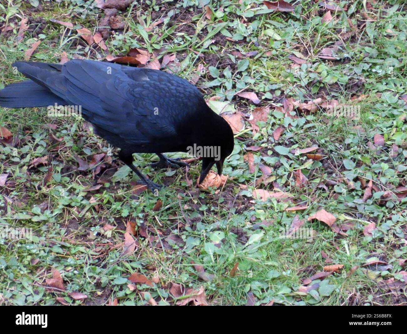...wenn sich eine Raben Kraehe etwas vornimmt,dann gibt sie nicht auf ...