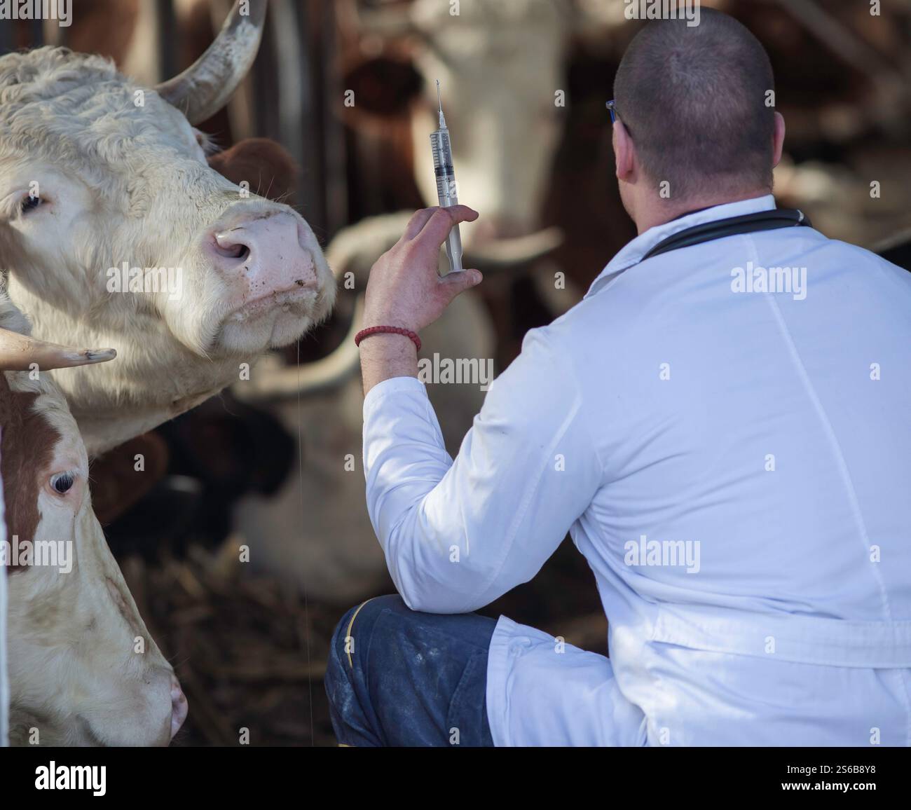 Rear view of veterinarian holding injection for cattle vaccination and ...