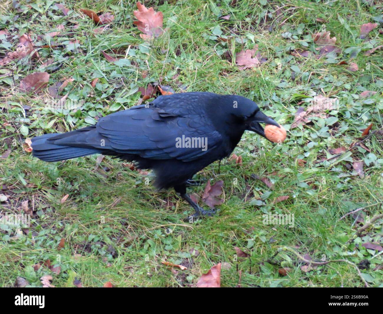 ...na endlich - die Loesung und Erloesung... Raben Kraehe nimmt Schnabel voll *** finally the ...