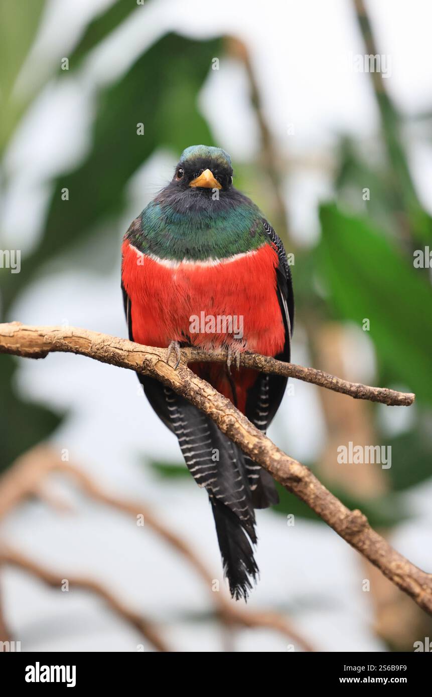 Collared trogon, (Trogon collaris), tropical bird in the historical ...