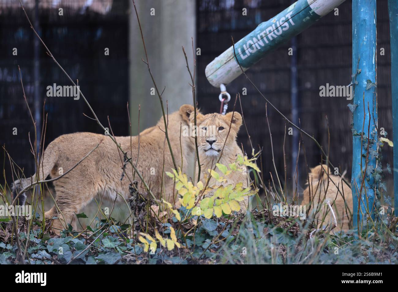 Land of the Lions at London Zoo, with family of Asiatic lions, whose ...