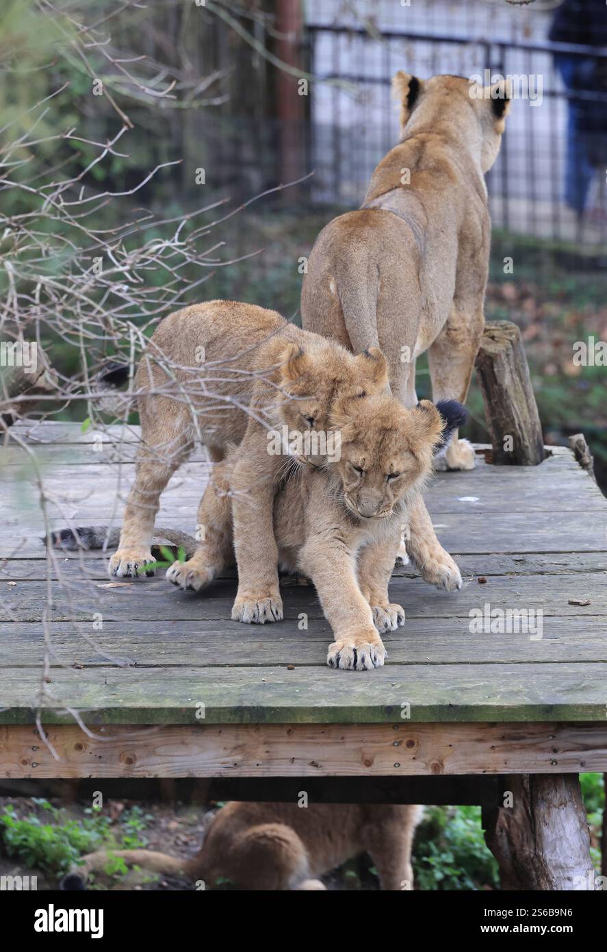 Land of the Lions at London Zoo, with family of Asiatic lions, whose ...