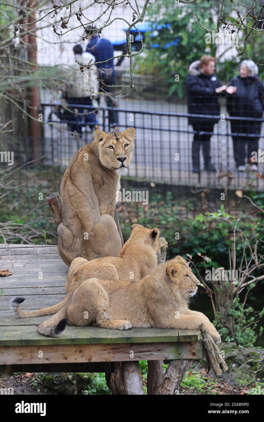 Land of the Lions at London Zoo, with family of Asiatic lions, whose ...
