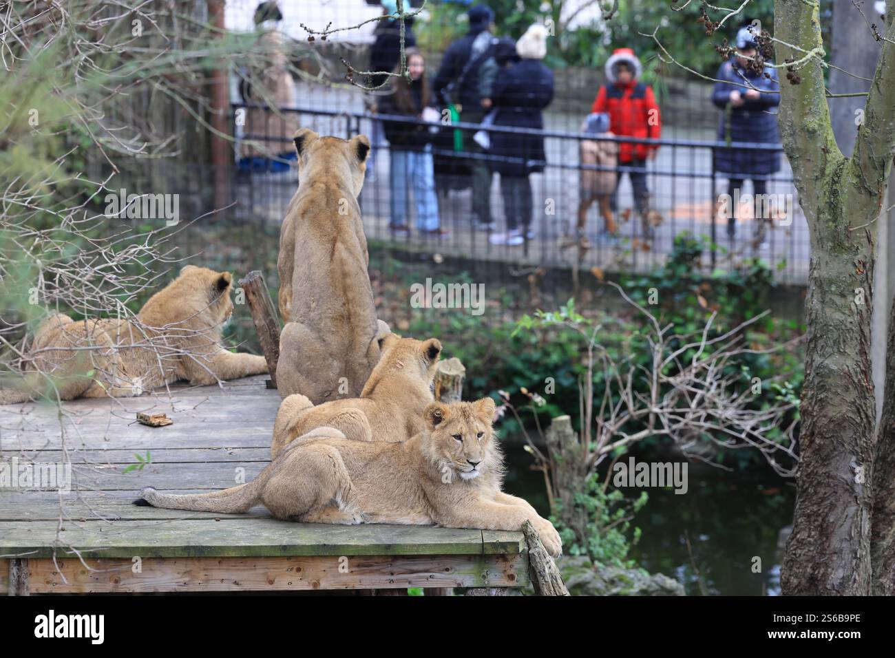Land of the Lions at London Zoo, with family of Asiatic lions, whose ...