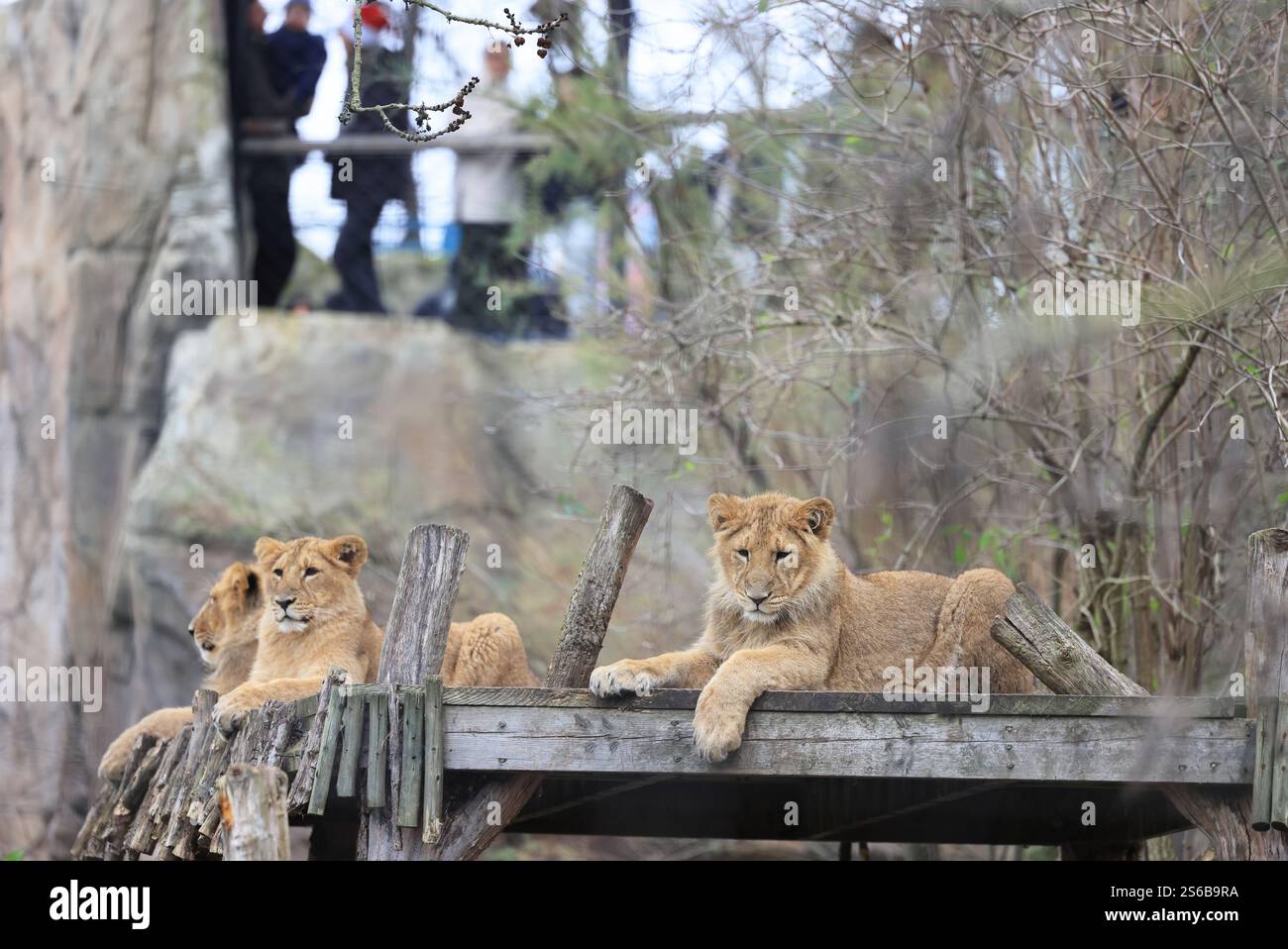 Land of the Lions at London Zoo, with family of Asiatic lions, whose ...
