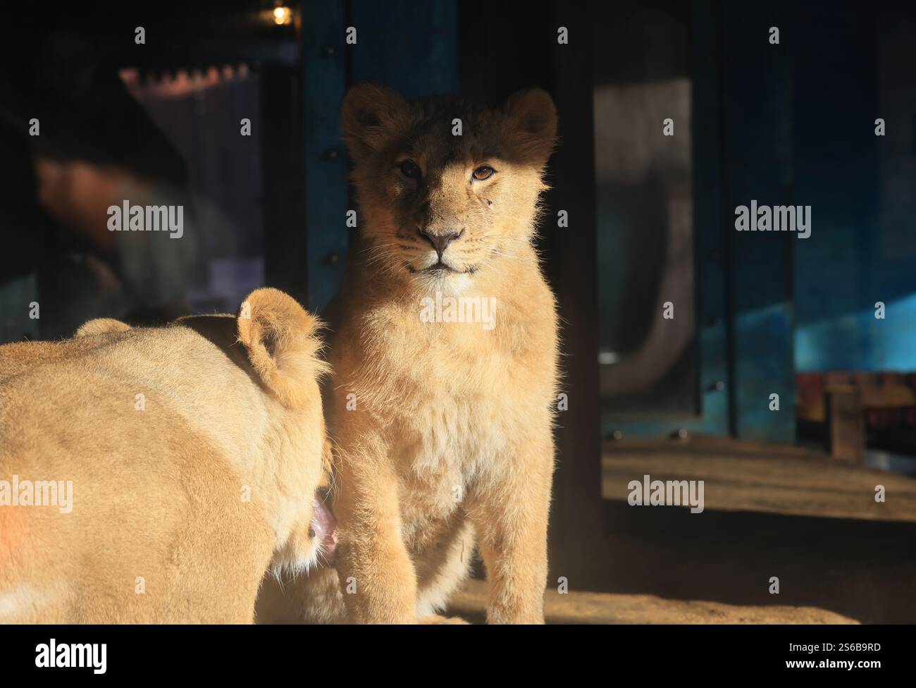 Land of the Lions at London Zoo, with family of Asiatic lions, whose ...
