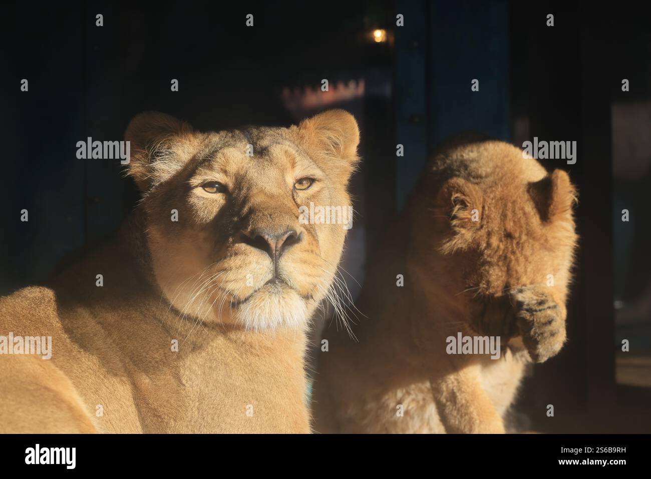 Land of the Lions at London Zoo, with family of Asiatic lions, whose ...