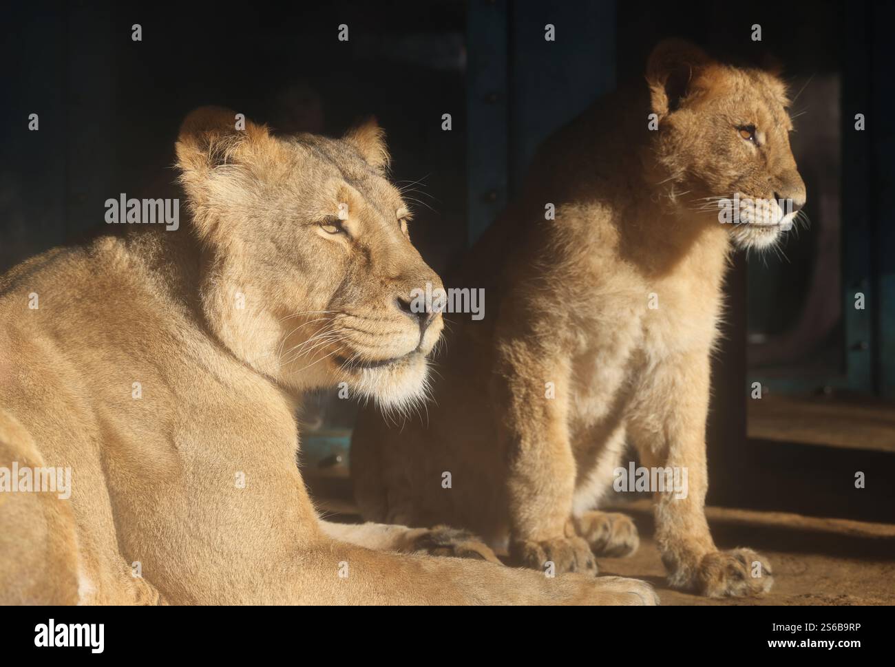 Land of the Lions at London Zoo, with family of Asiatic lions, whose ...