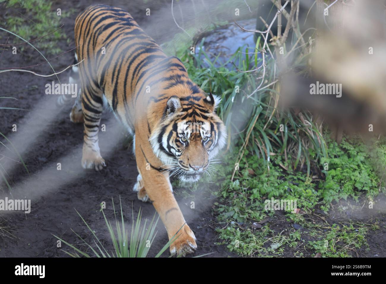 London Zoo's Tiger Territory, home to Sumatran tiger family, UK Stock ...