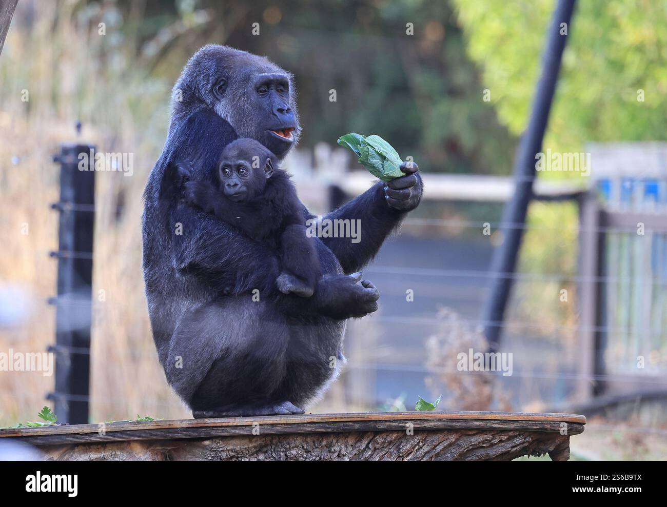 Western Lowland gorillas at London Zoo, part of the breeding programme for the critically ...
