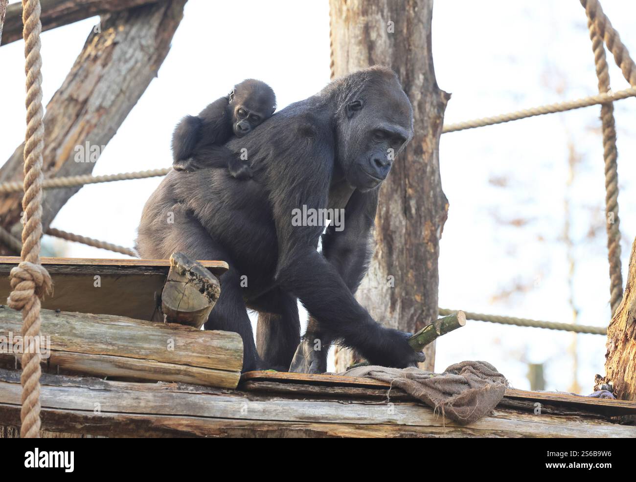 Western Lowland gorillas at London Zoo, part of the breeding programme for the critically ...