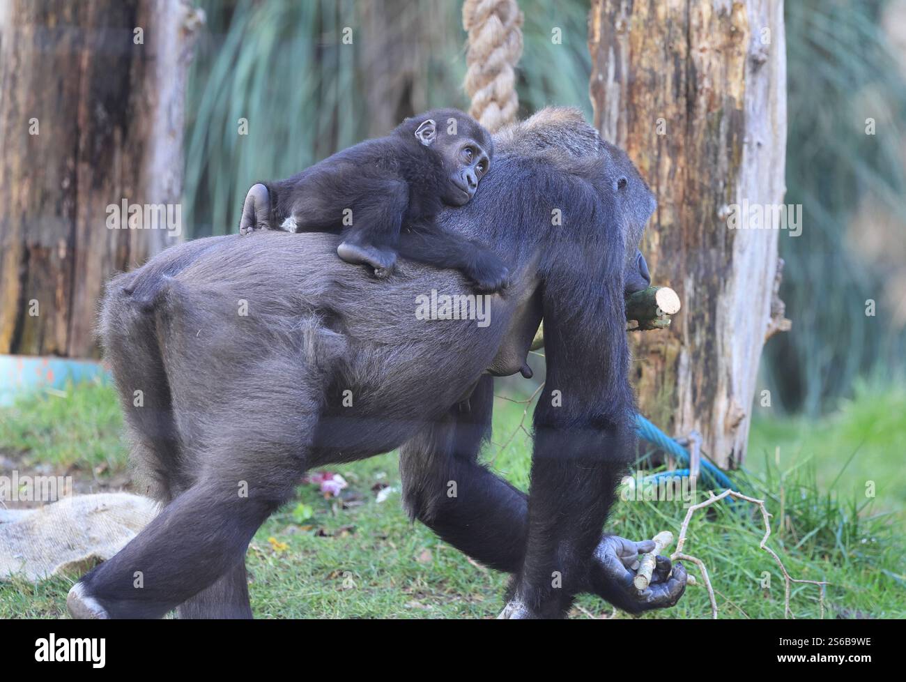 Western Lowland gorillas at London Zoo, part of the breeding programme ...