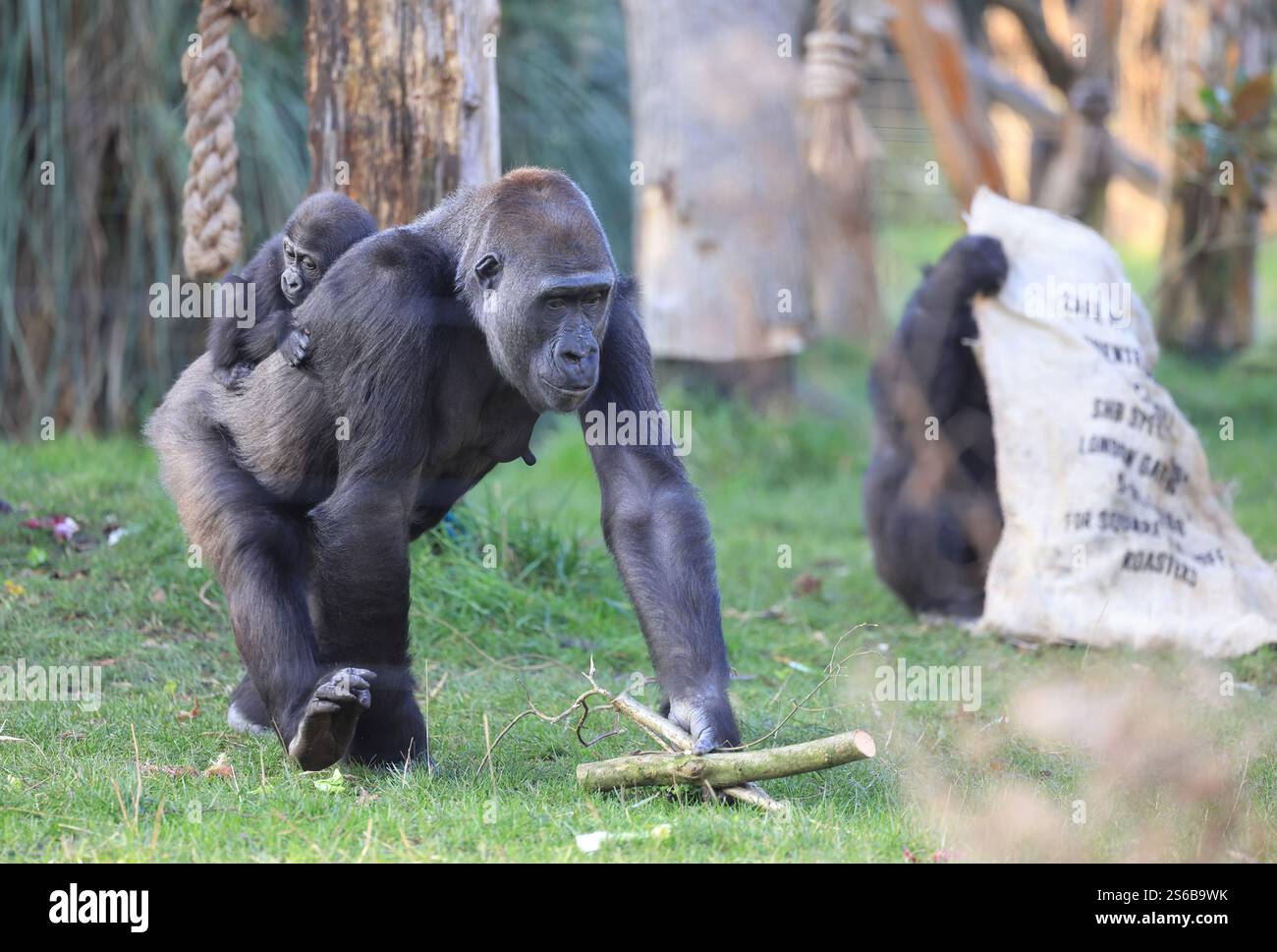 Western Lowland gorillas at London Zoo, part of the breeding programme for the critically ...