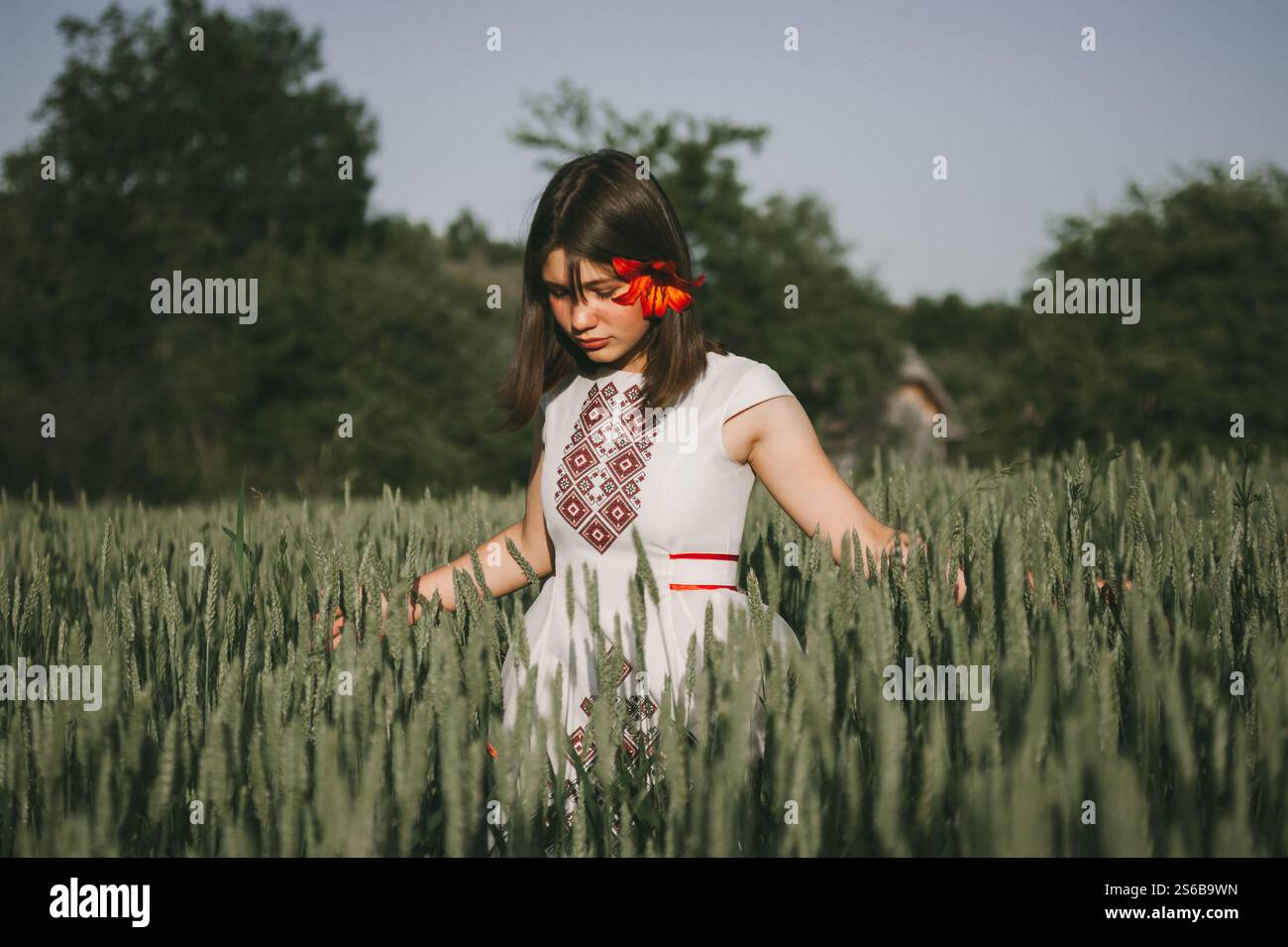 Ukrainian gird in a wheat field Stock Photo - Alamy