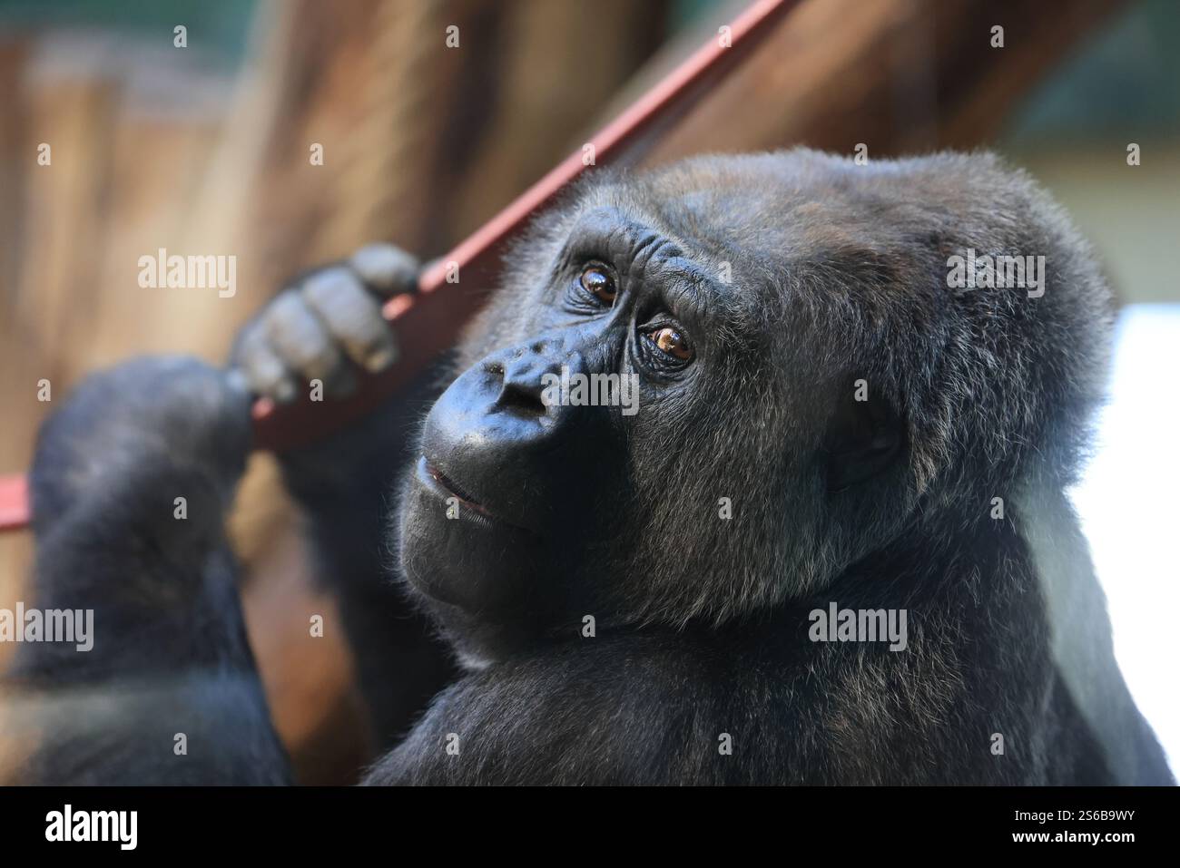 Western Lowland gorillas at London Zoo, part of the breeding programme for the critically ...