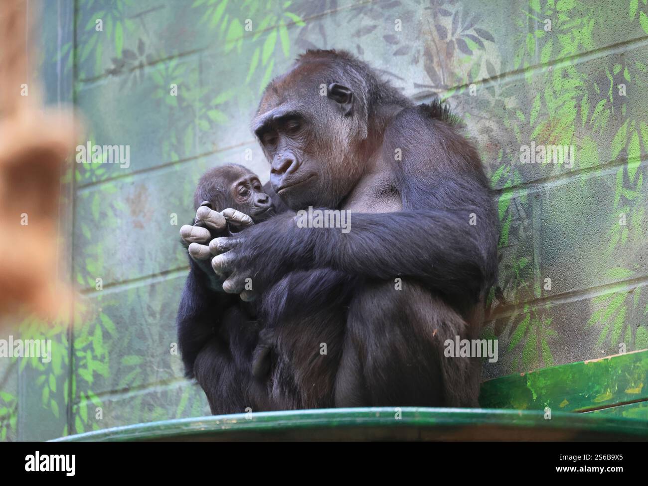 Western lowland gorilla Mjukuu, with her one year baby Juno, at London Zoo, part of the breeding ...