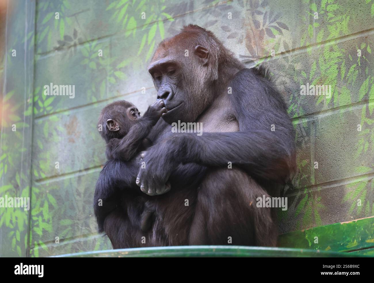 Western lowland gorilla Mjukuu, with her one year baby Juno, at London ...