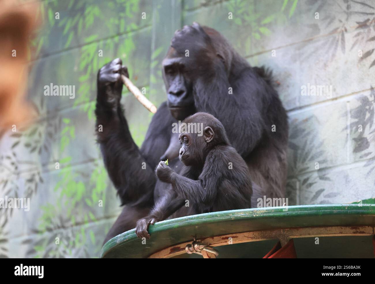 Western lowland gorilla Mjukuu, with her one year baby Juno, at London Zoo, part of the breeding ...