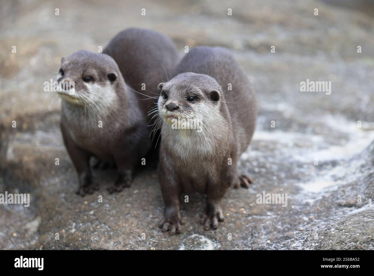 Asian Small-Clawed Otters (Aonyx cinerea) in London Zoo, Regents Park ...