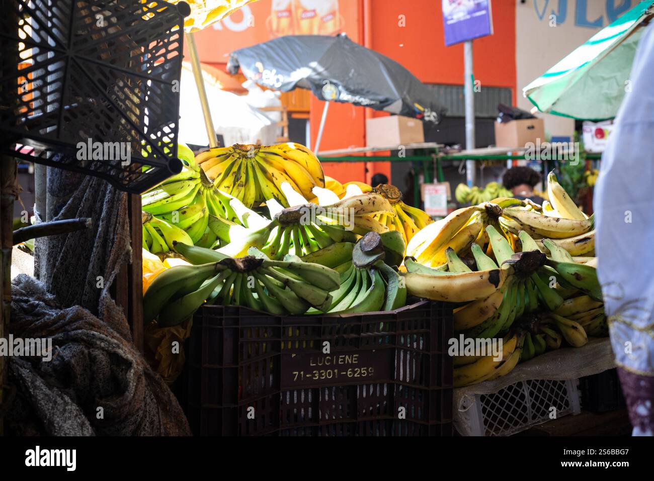 Ripe bananas for sale. Fruit of the Musacea family rich in fiber and ...
