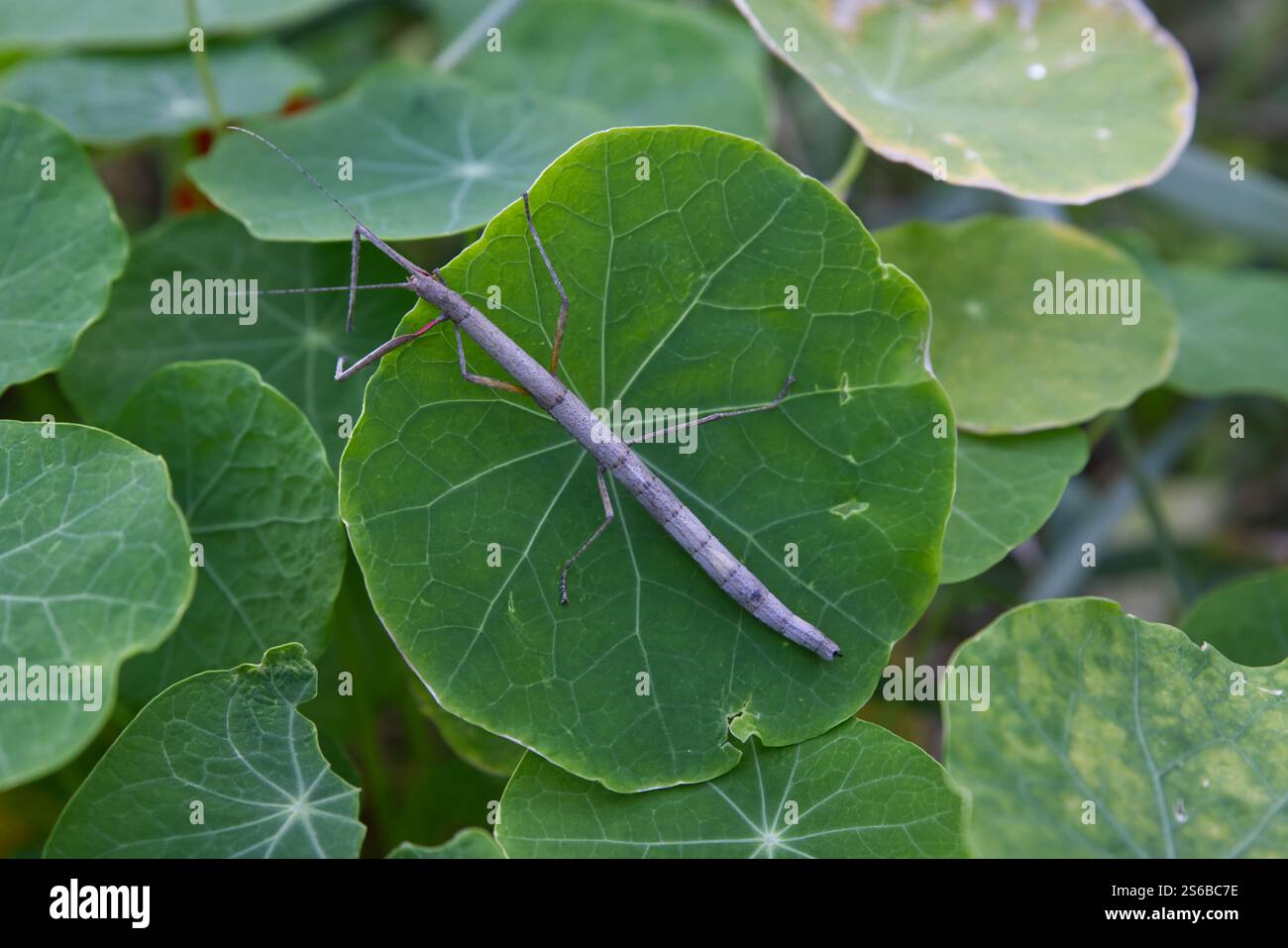 A walking stick insect (Phasmatodea) sits on a big green leaf in the ...