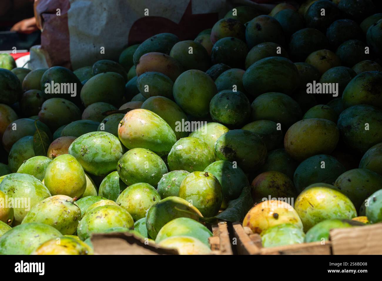 Mangoes for sale at a market. Tropical, juicy, aromatic and nutritious ...