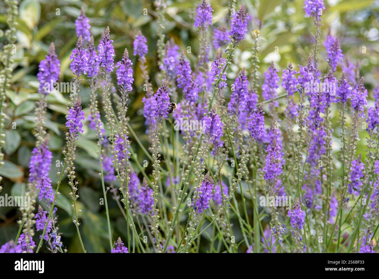 Purple Toadflax, also called purple linaria, which is a species of ...