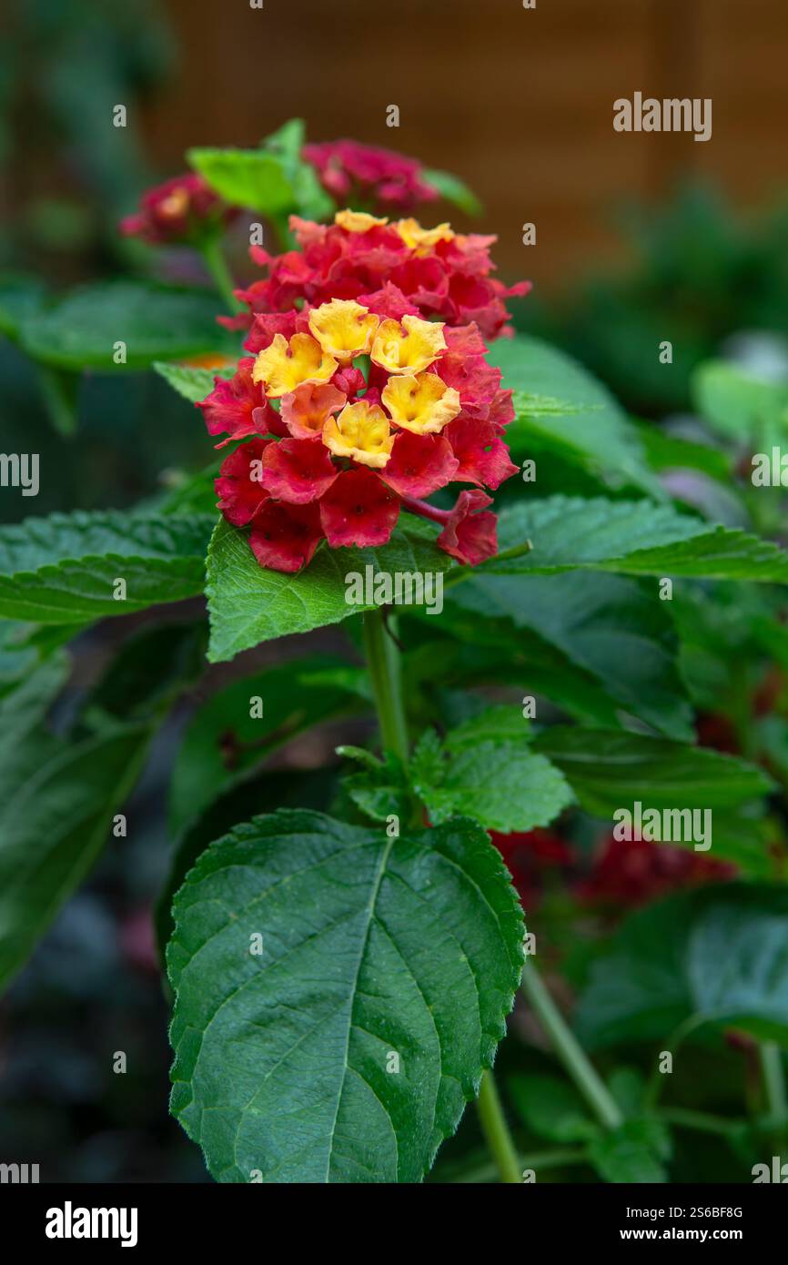 Flowering Common Lantana, also known as yellow sage, in orange, red and ...
