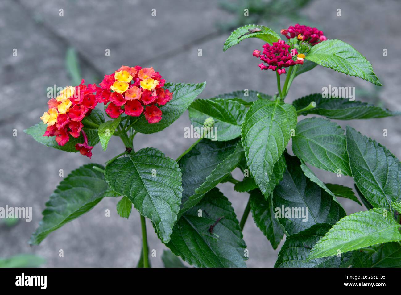 Flowering Common Lantana, also known as yellow sage, in orange, red and ...