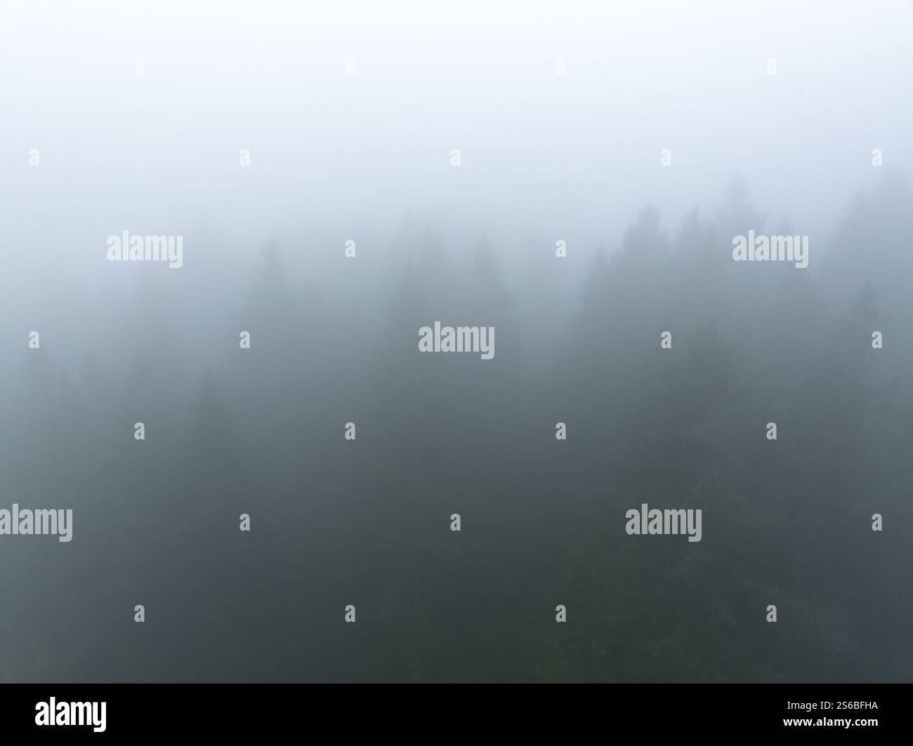 Thick fog blankets a dark forest of Douglas fir trees in the Pacific ...