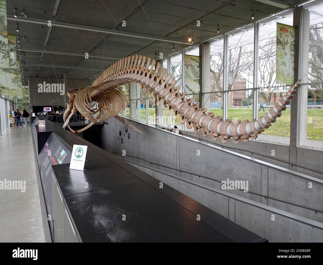 British Columbia, Vancouver, Canada - Mar 12 2022: Skeleton of a blue ...