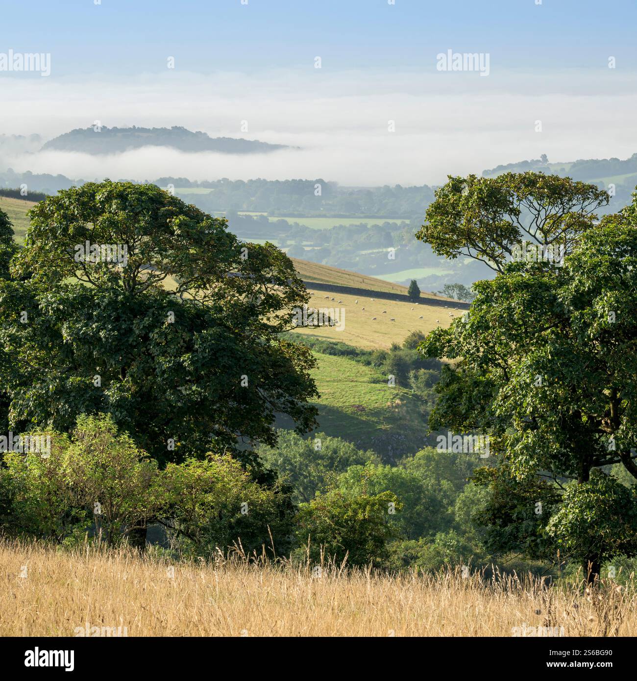 Sunlit landscape on the Mendip hills with mist on the Somerset levels ...