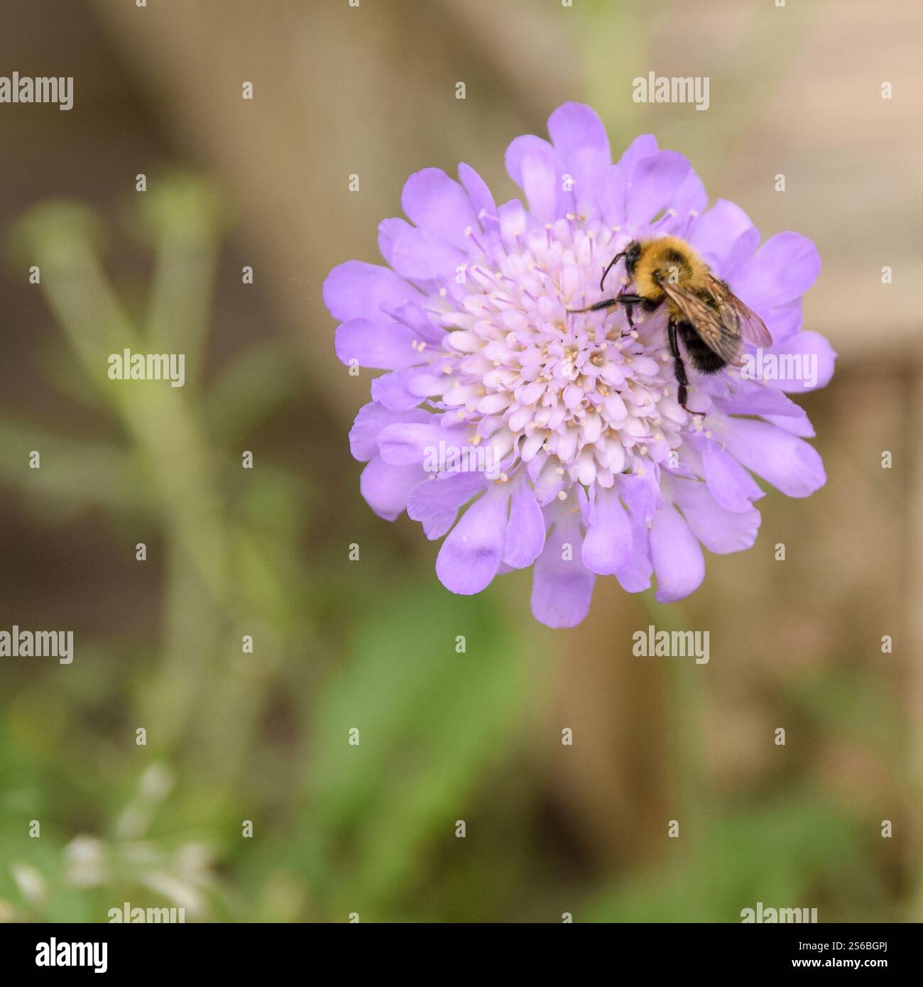 Bumble bee on honeysuckle hi-res stock photography and images - Alamy