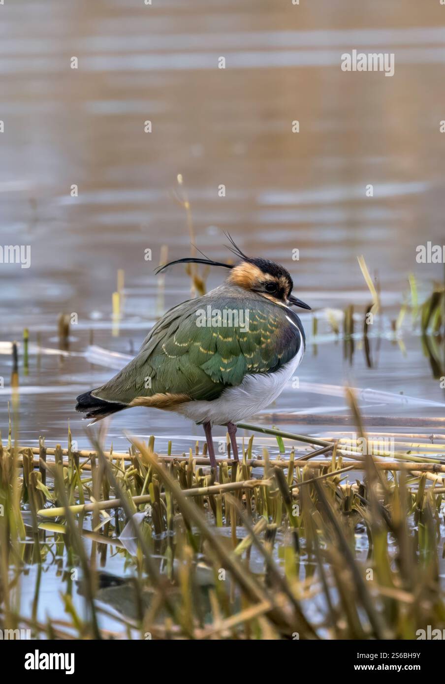Northern Lapwing Bird, also called peewit, waiting patiently on the ...