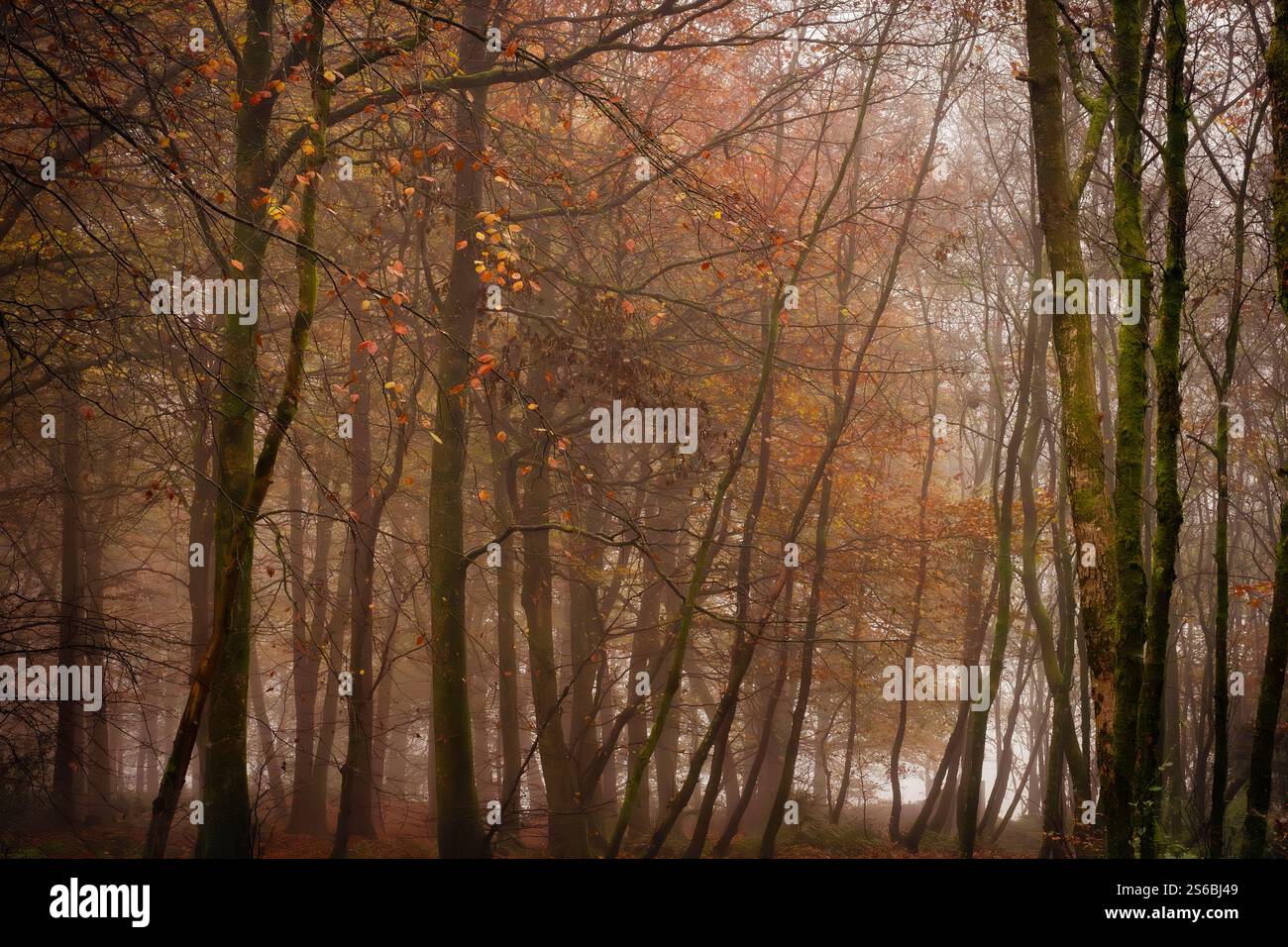 Mist at Beacon Hill Wood in Somerset in autumn, giving a lovely ...