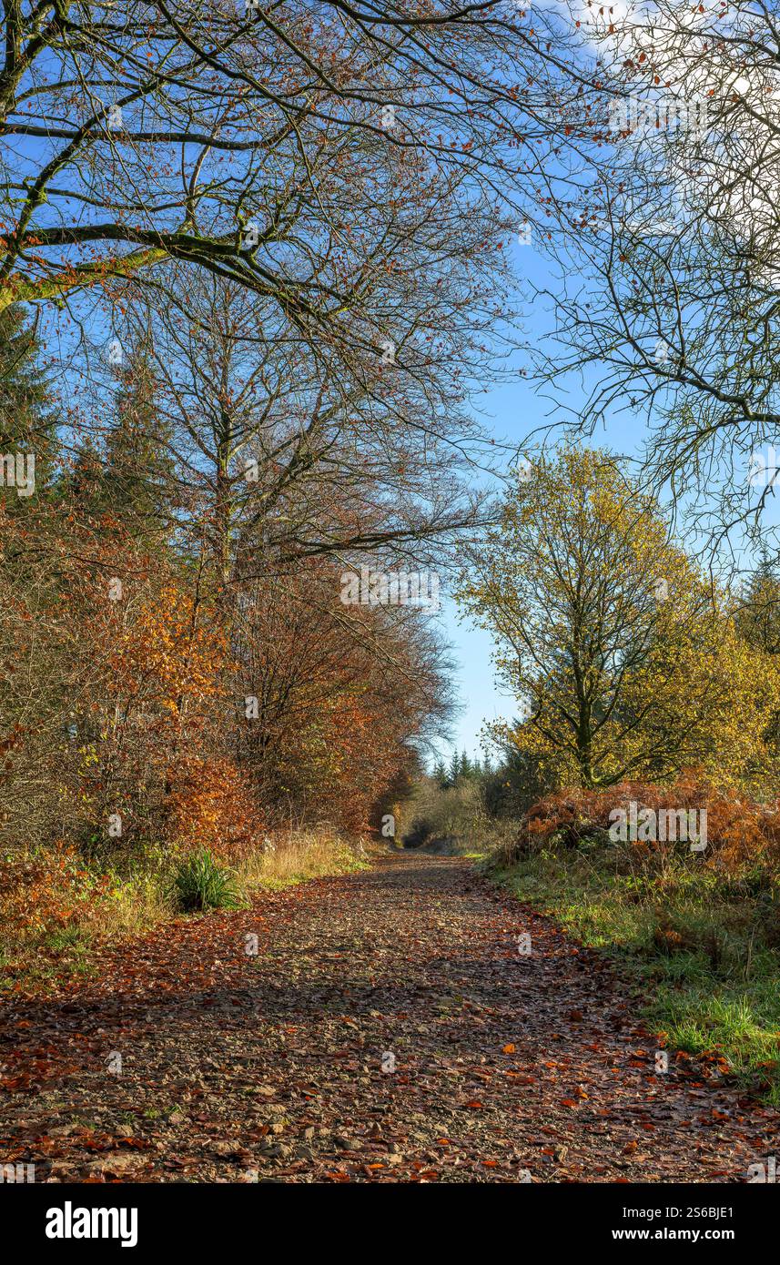 Stockhill woods walk in Priddy, Somerset in Autumn colours Stock Photo ...