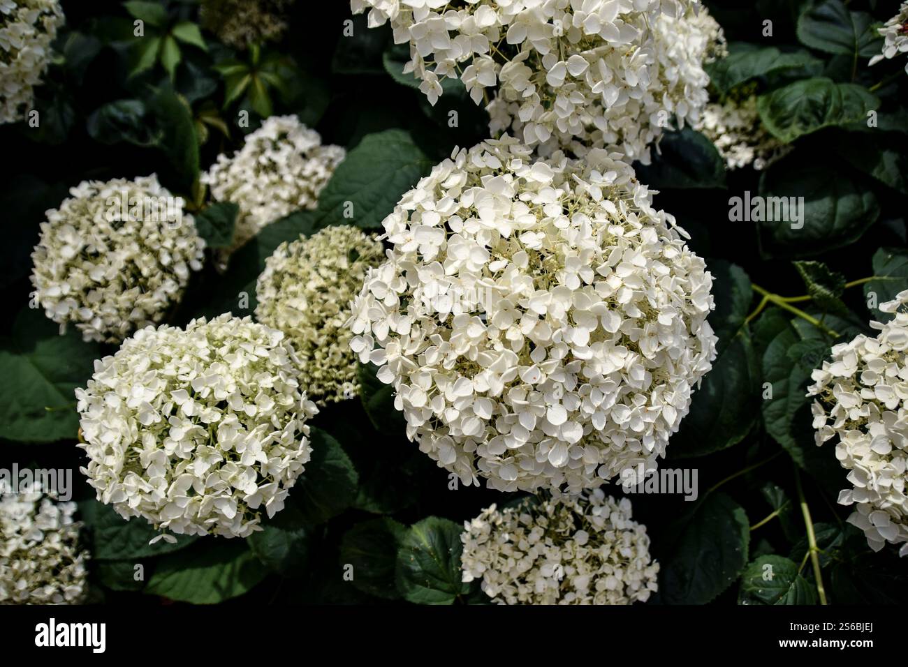 hydrangea bush with large white flowers Stock Photo - Alamy