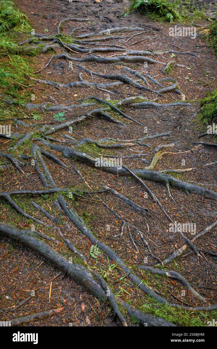 Tree roots spreading along the path and pine needles from spruce trees ...