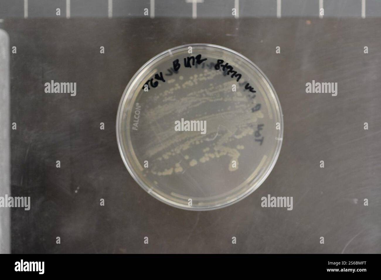 Geobacillus stearothermophilus NRRL B-1172 (Type Strain Stock Photo - Alamy