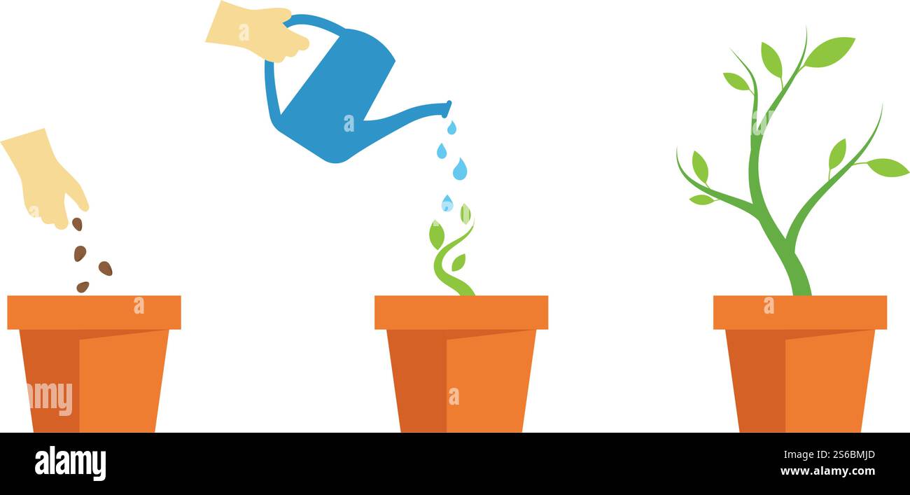 Plant life process illustrtation vector flat design Stock Vector Image ...