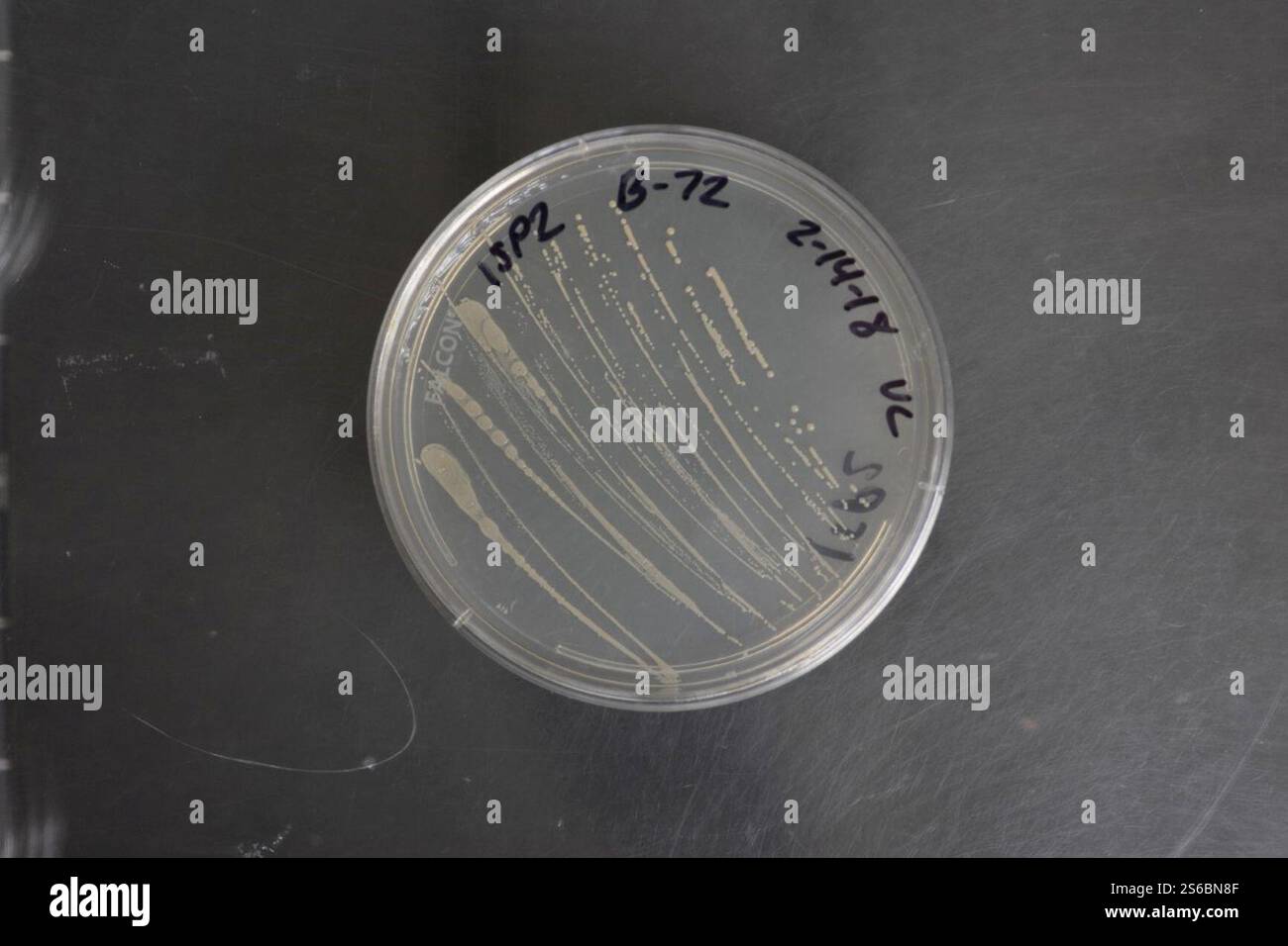 Gluconobacter oxydans subspecies suboxydans NRRL B-72 Stock Photo - Alamy