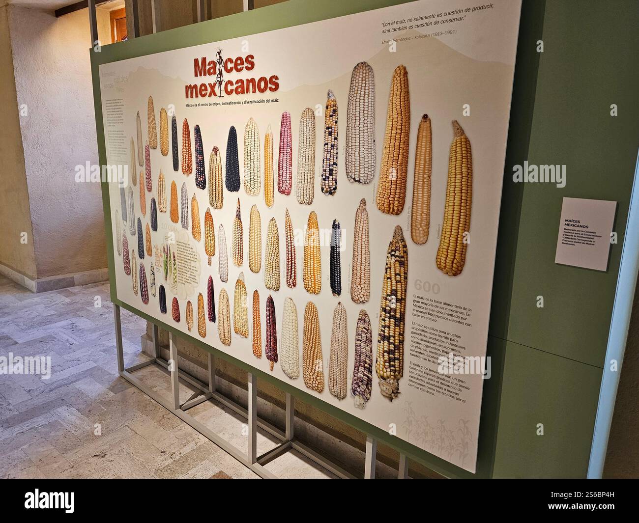 Mexico City, Mexico - Feb 7 2024: Cencalli Museum House of Corn and ...