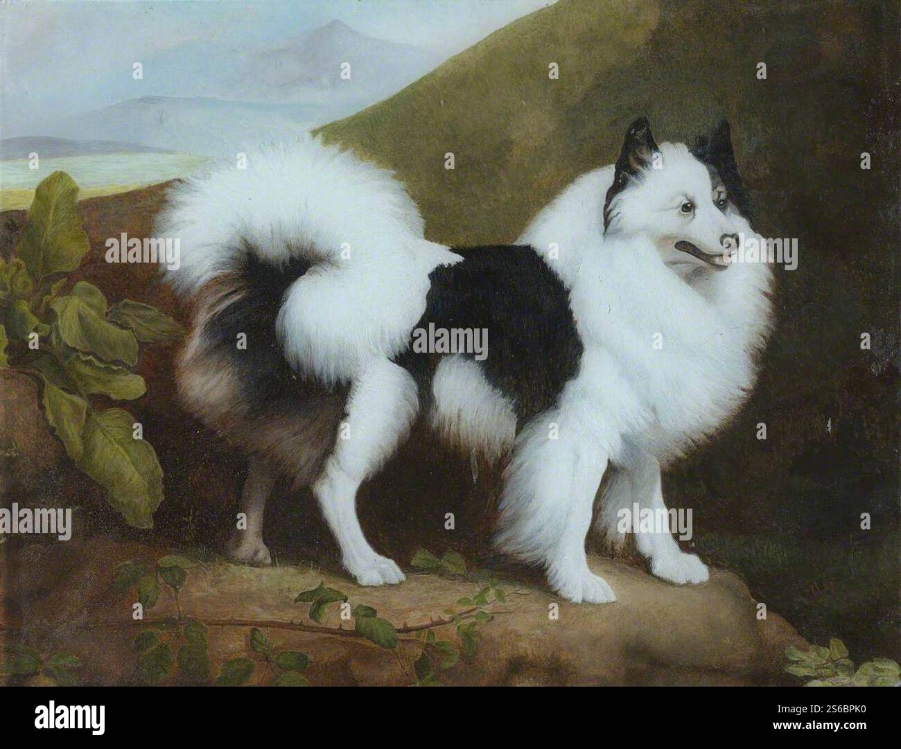 George Stubbs (1724-1806) (style of) - Fino, Black-and-White Spitz Stock Photo - Alamy