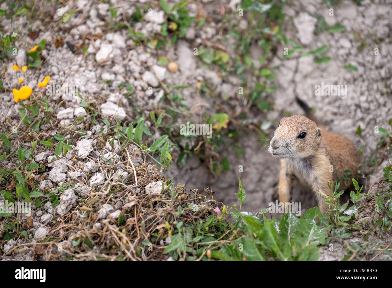prairie dog peeking out of an underground hole to it's home Stock Photo ...