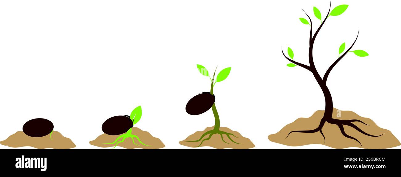 Plant life process illustrtation vector flat design Stock Vector Image ...