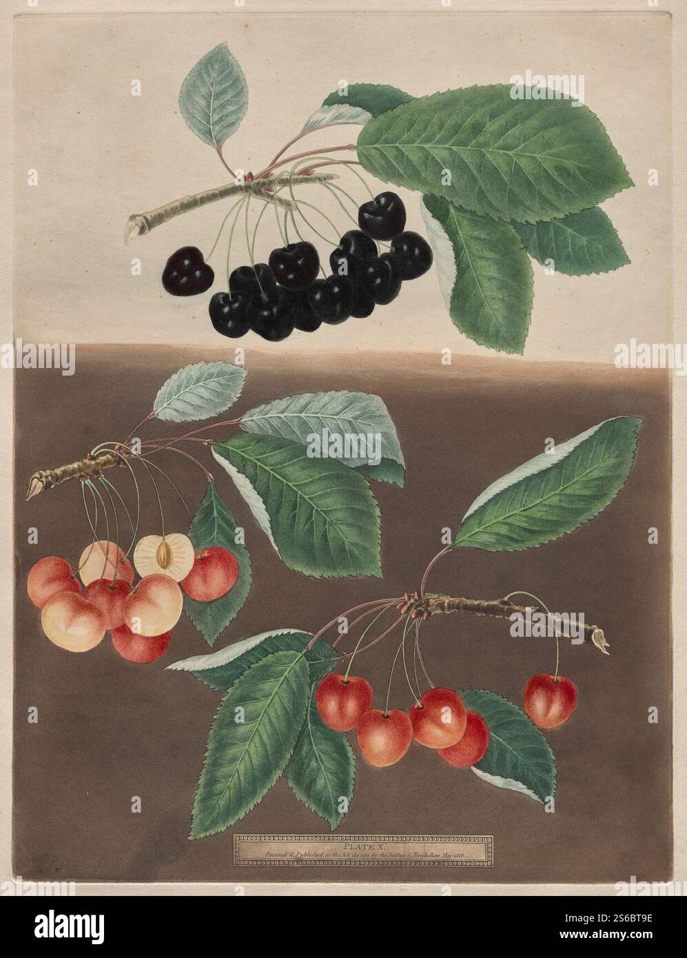 George Brookshaw (British) - Cherries, plate X from Pomona Brittanica ...