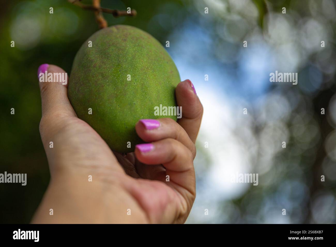 Female holding a young mango Stock Photo - Alamy