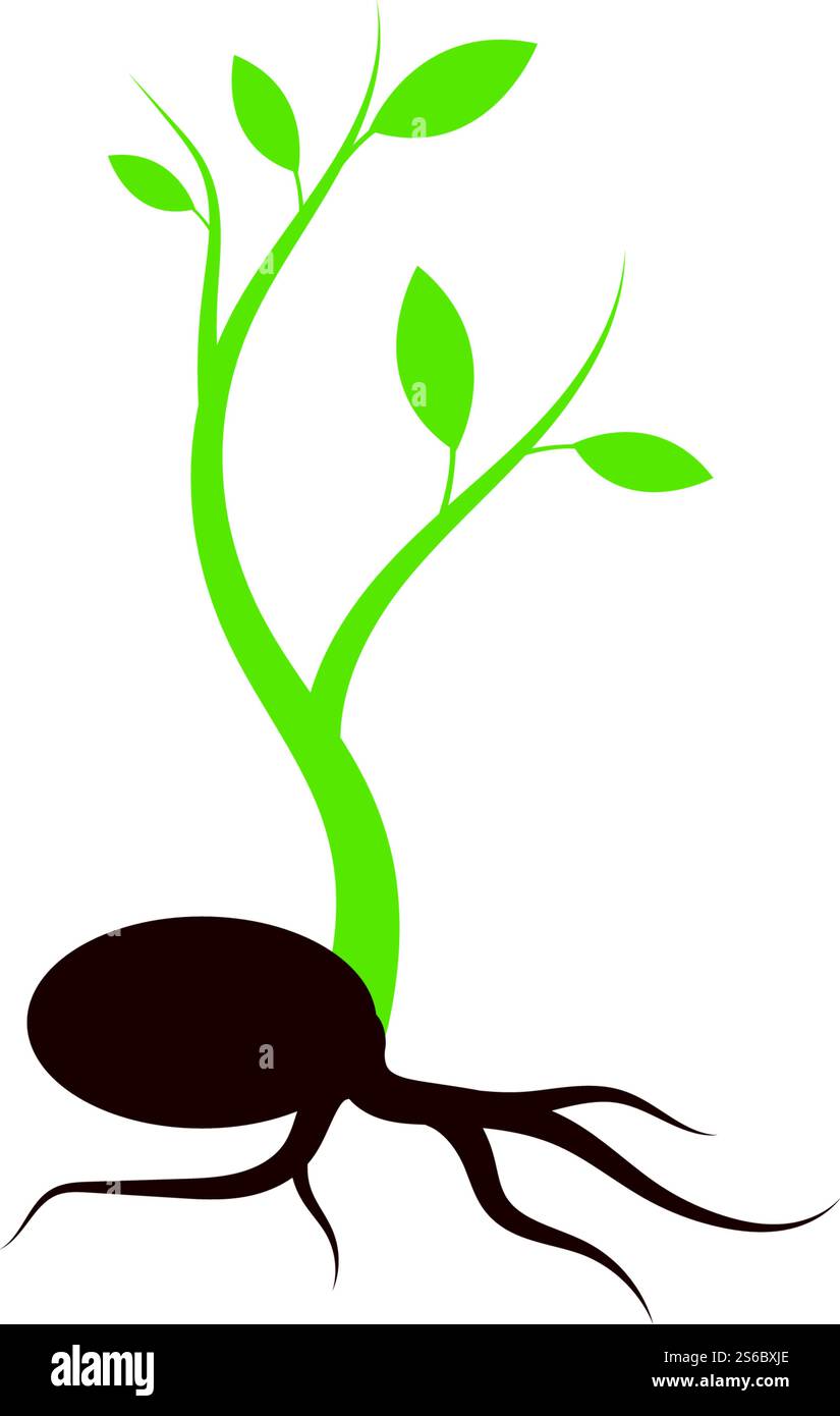 Plant life process illustrtation vector flat design Stock Vector Image ...