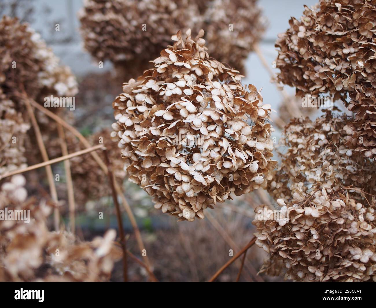 Wilting hydrangea hi-res stock photography and images - Alamy
