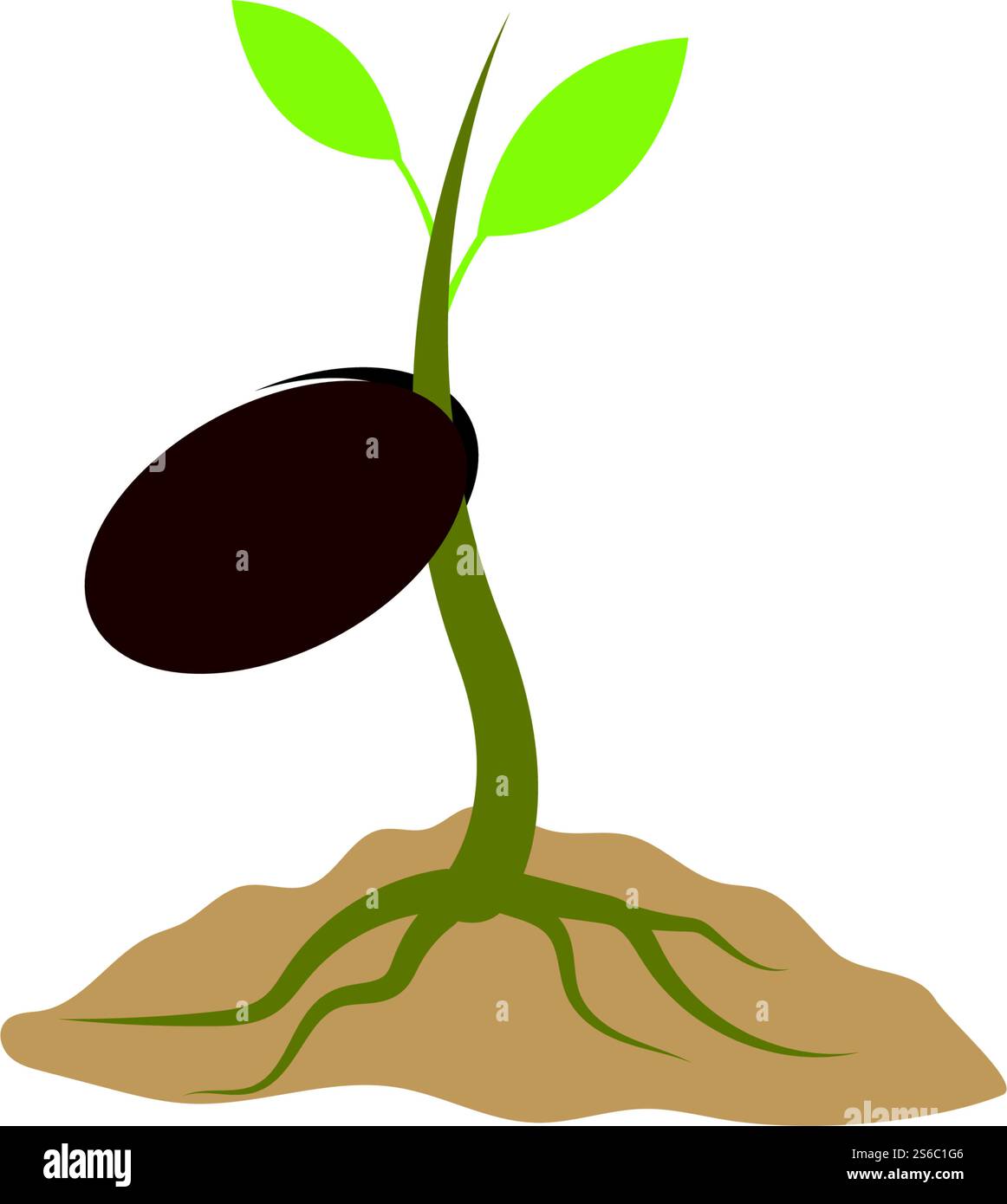 Plant life process illustrtation vector flat design Stock Vector Image ...